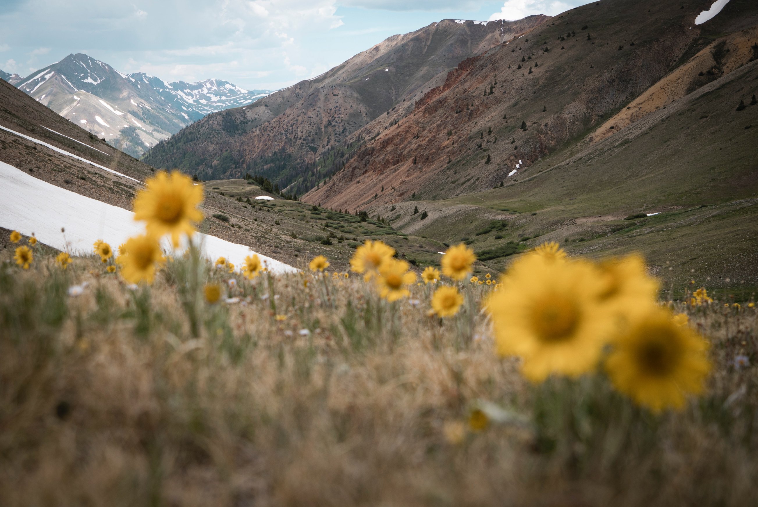 Wildflower Walks in Vail